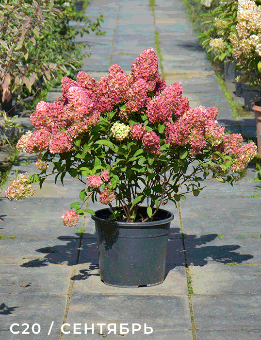 hydrangea paniculata pantheon