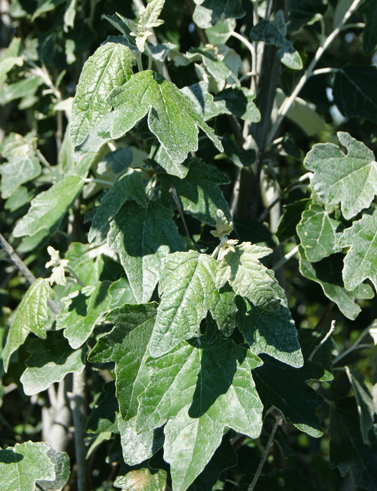 Купить Тополь белый `Ракет`, Populus alba `Raket`